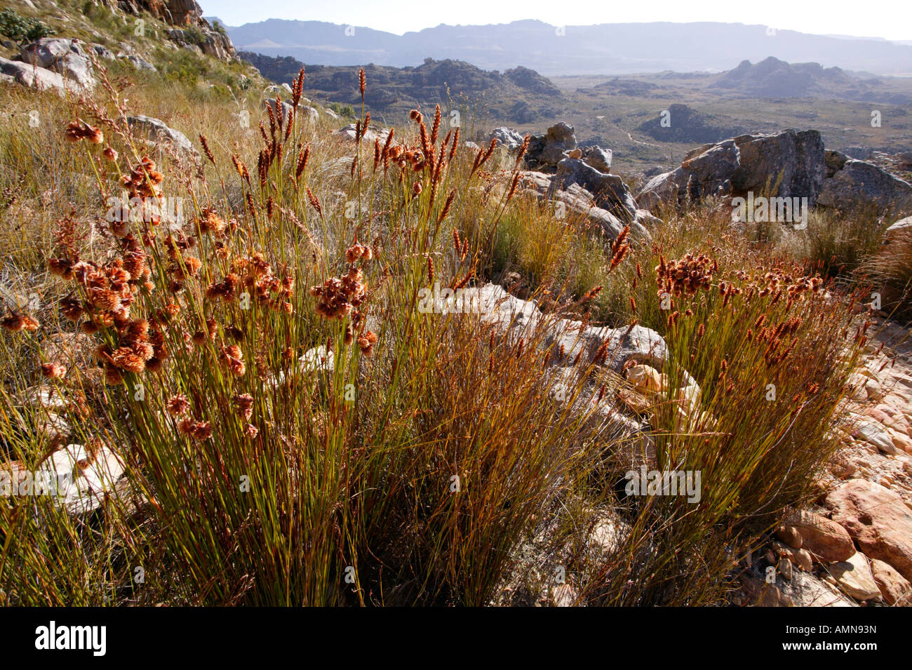 Restios hi-res stock photography and images - Alamy