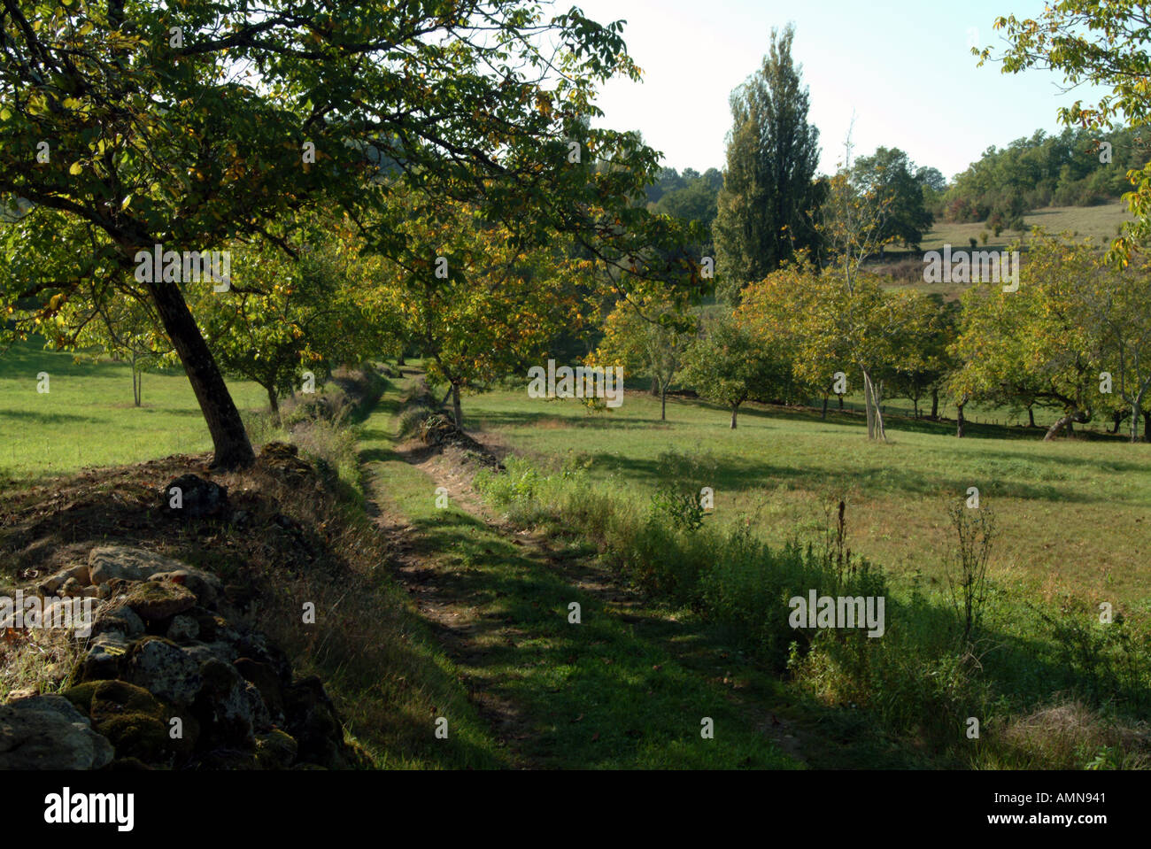 Walnut trees Molieres Dordogne France Stock Photo - Alamy