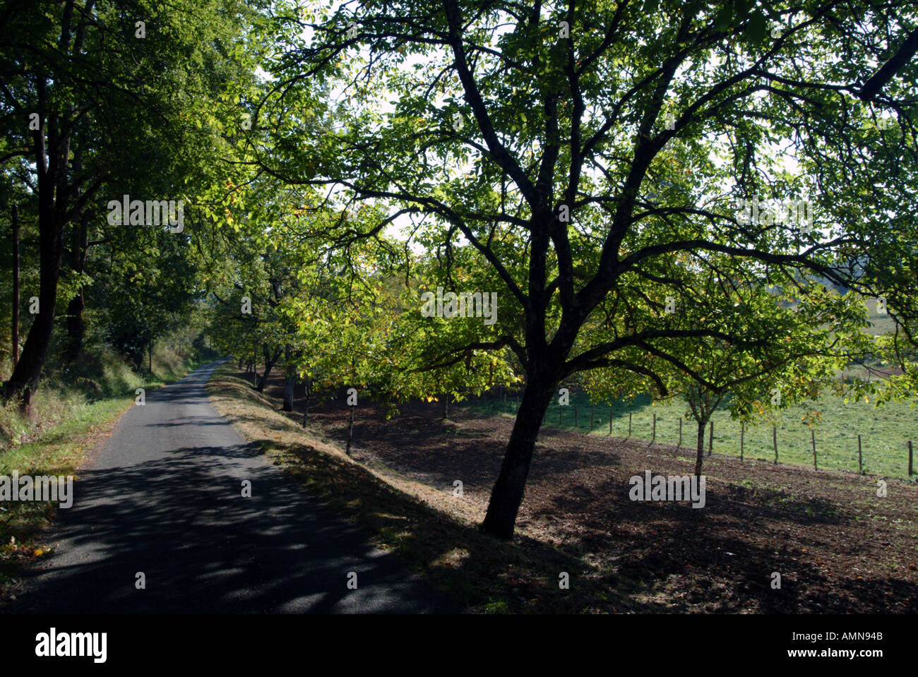 Walnut trees Molieres Dordogne France Stock Photo - Alamy