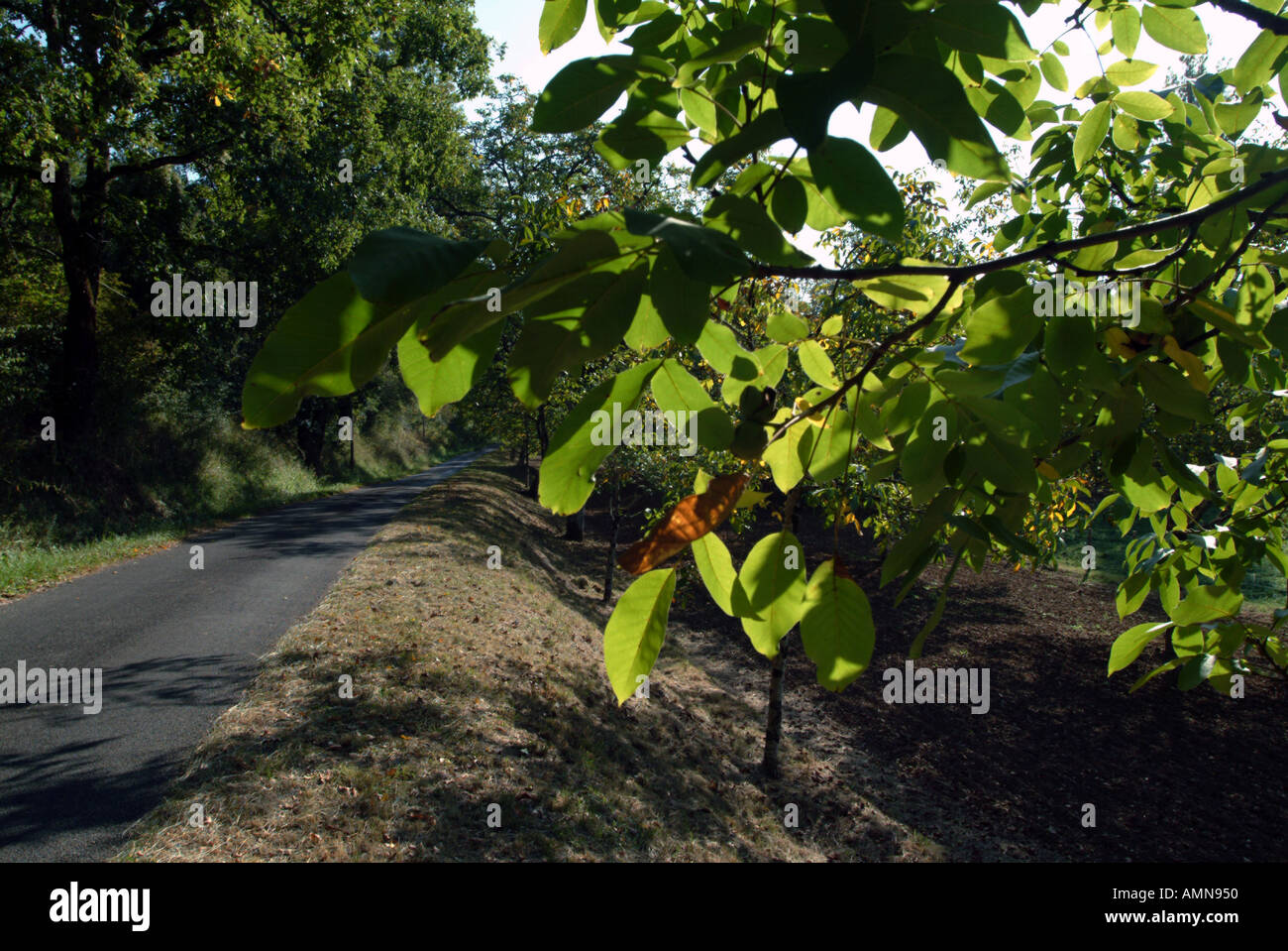 Walnut trees Molieres Dordogne France Stock Photo - Alamy
