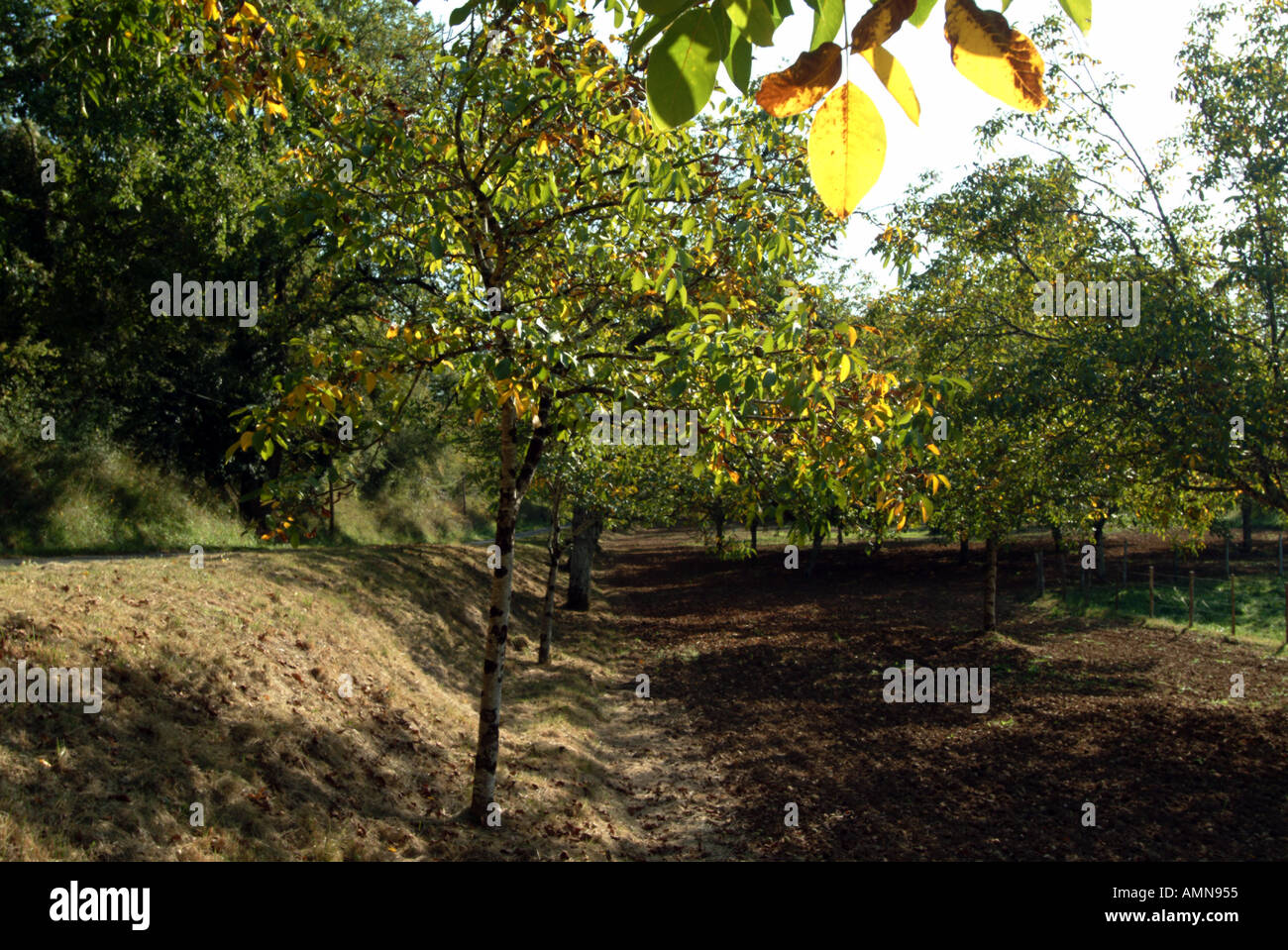Walnut trees Molieres Dordogne France Stock Photo - Alamy