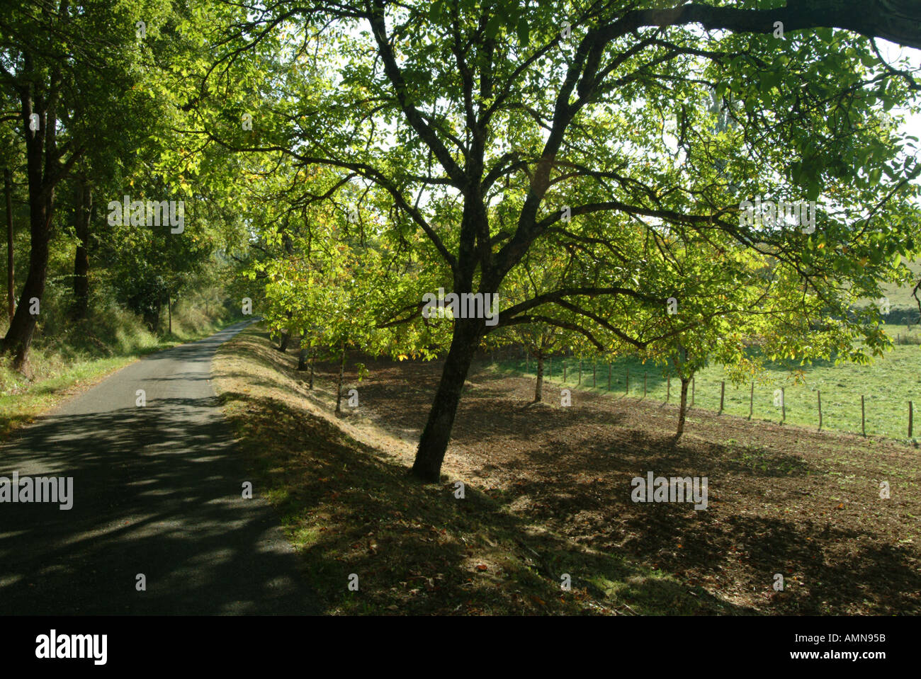Walnut trees Molieres Dordogne France Stock Photo - Alamy