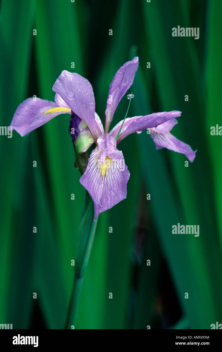 The state flower of indiana hi-res stock photography and images - Alamy