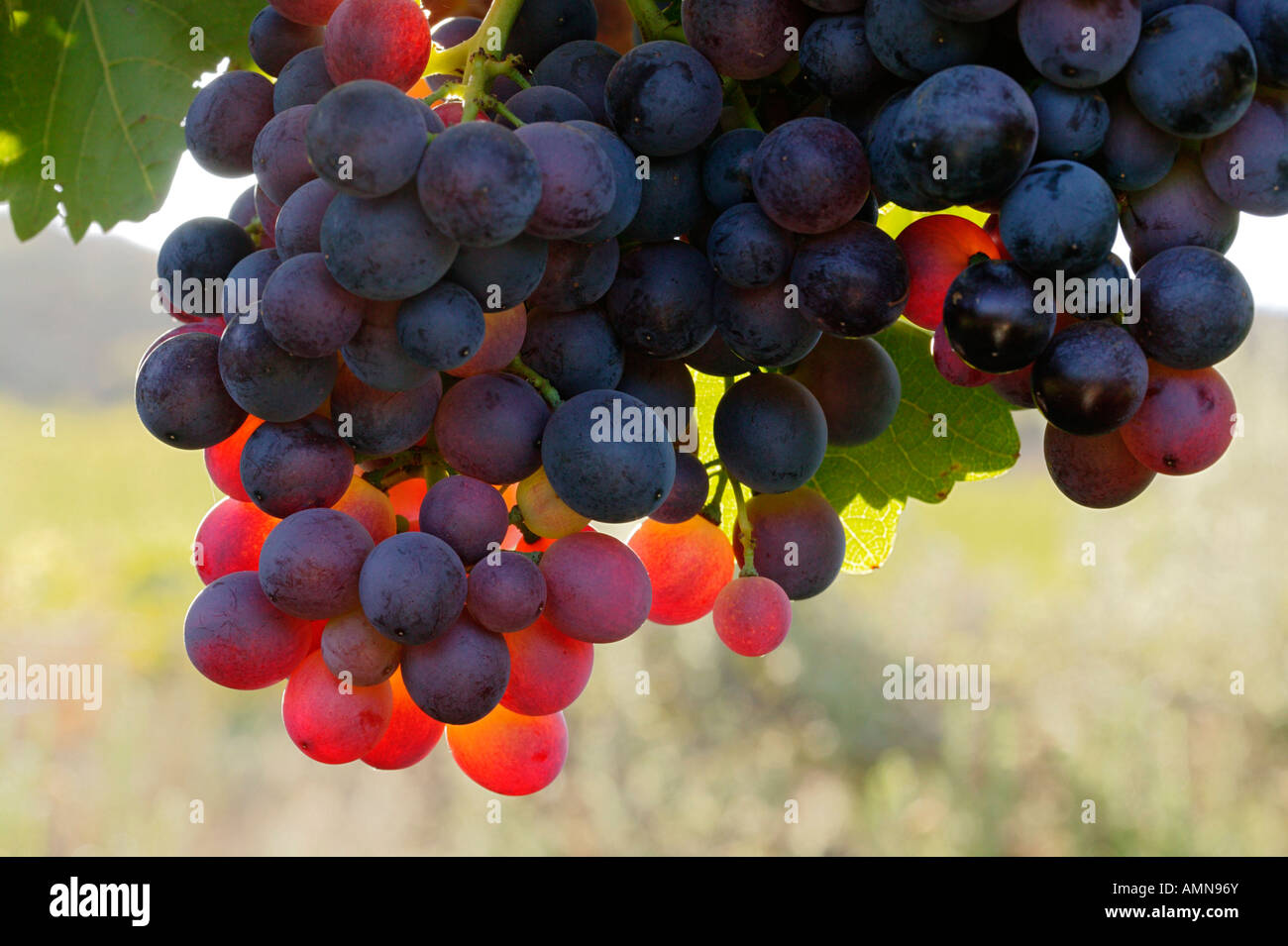 Close up of a bunch of red grapes Stock Photo - Alamy
