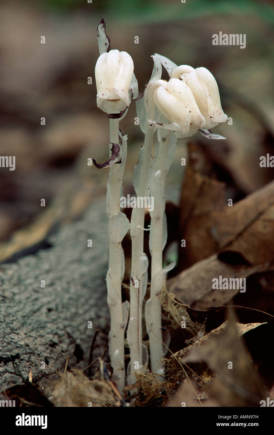 Indian Pipe (Monotropa uniflora), Tri-county Wildlife Area, Indiana USA ...