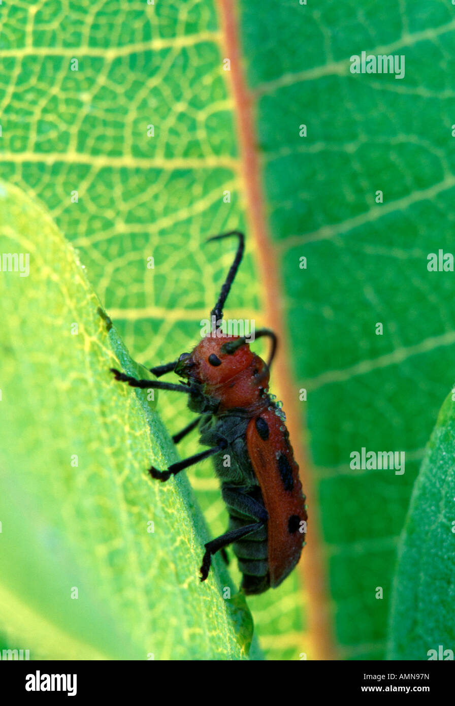 spotted cucember beetle (Acalymma vittatum), Tri-county Wildlife Area ...