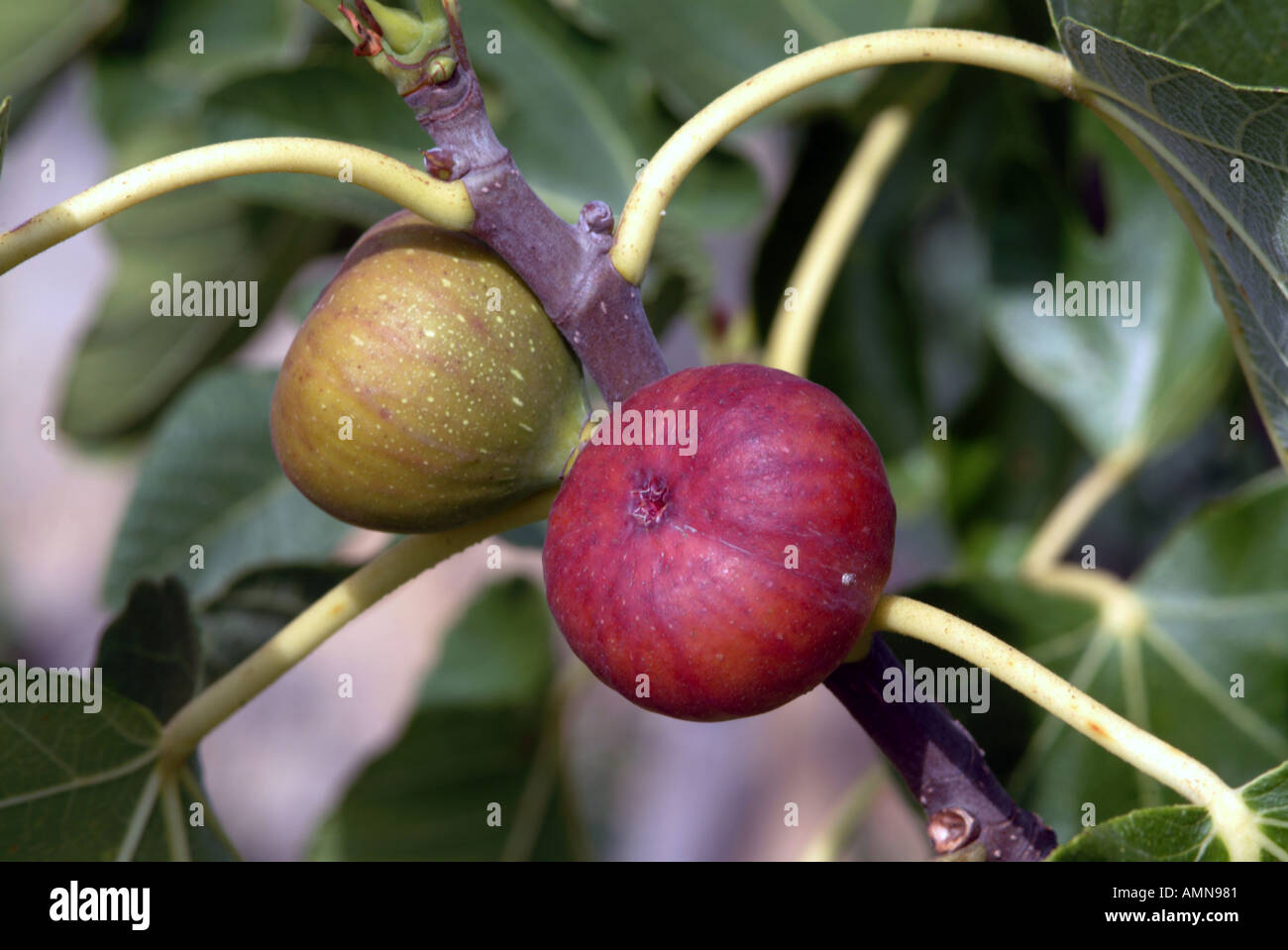 Figs growing Dordogne France Stock Photo - Alamy
