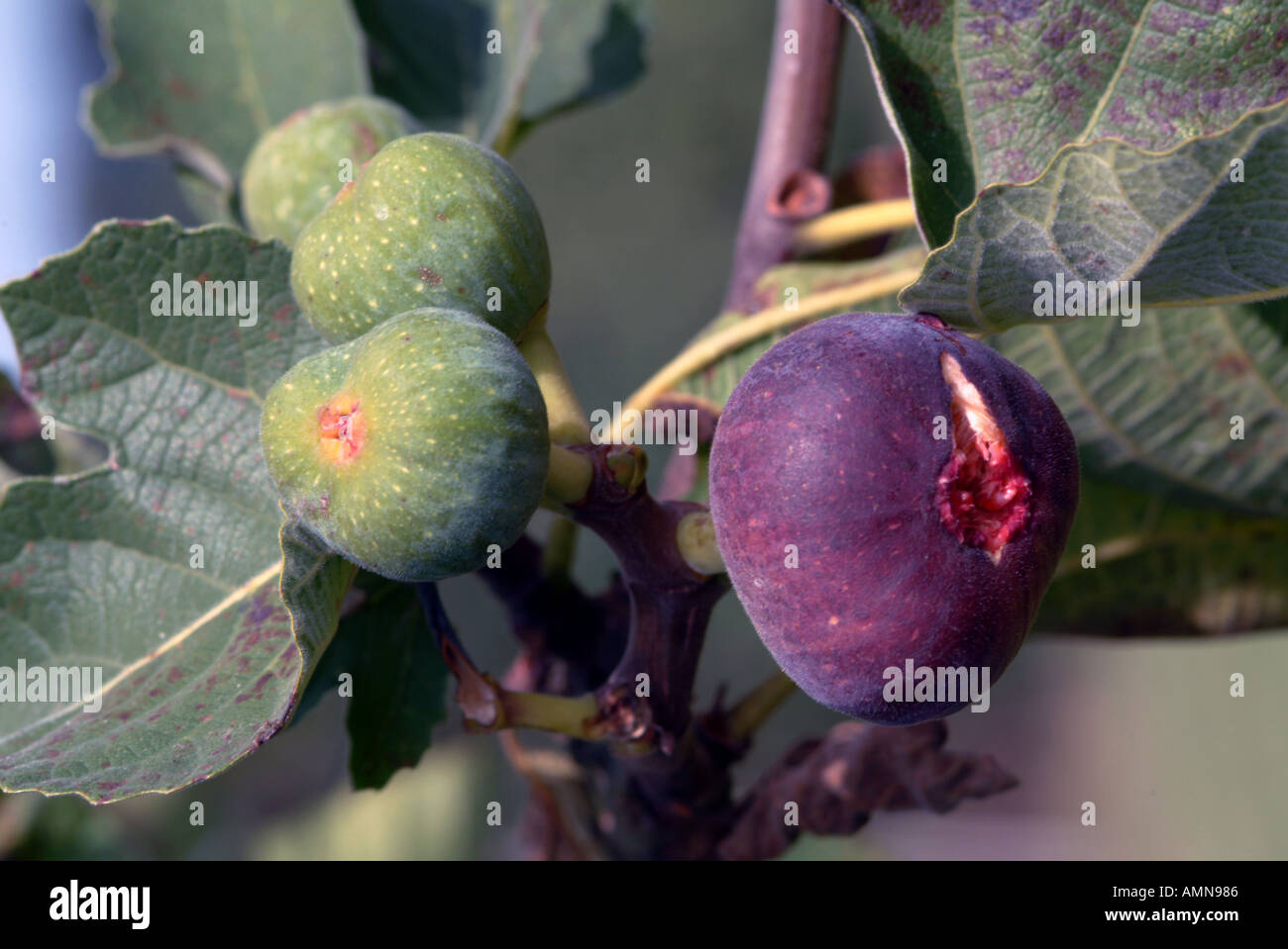 Figs growing Dordogne France Stock Photo - Alamy