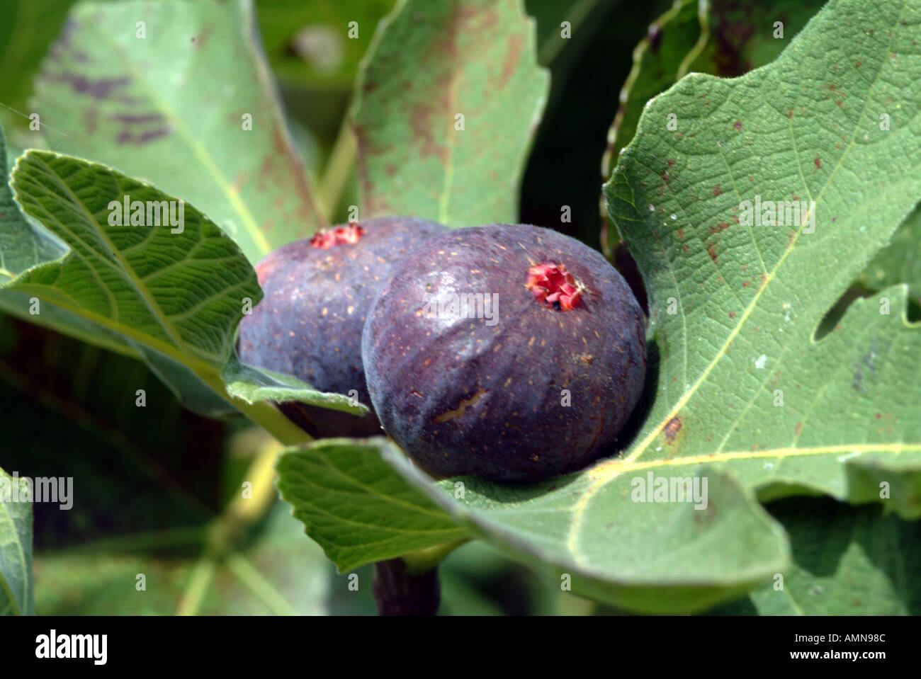 Figs growing Dordogne France Stock Photo - Alamy