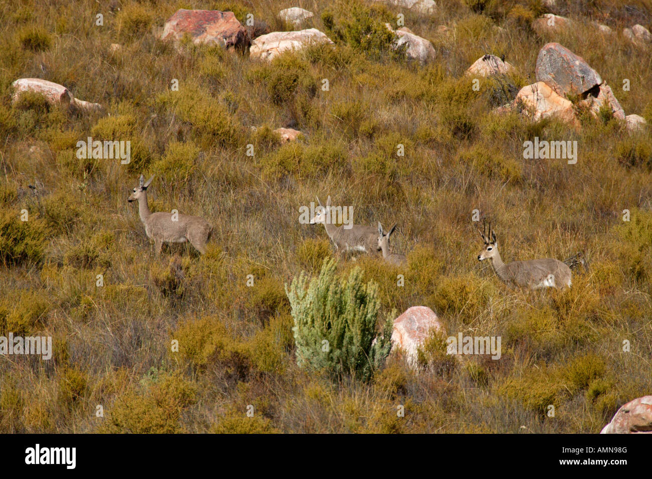Grey rhebok hi-res stock photography and images - Alamy