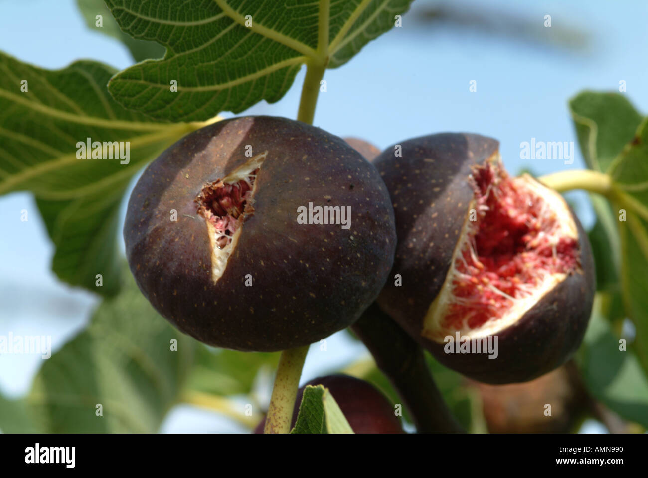 Figs growing Dordogne France Stock Photo - Alamy