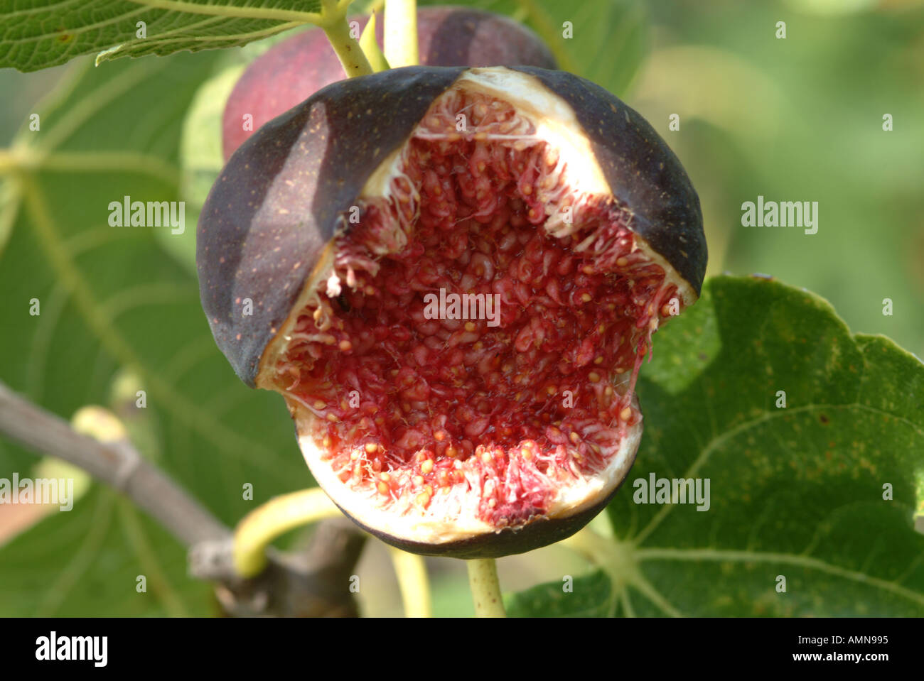 Figs growing in Dordogne France Stock Photo - Alamy