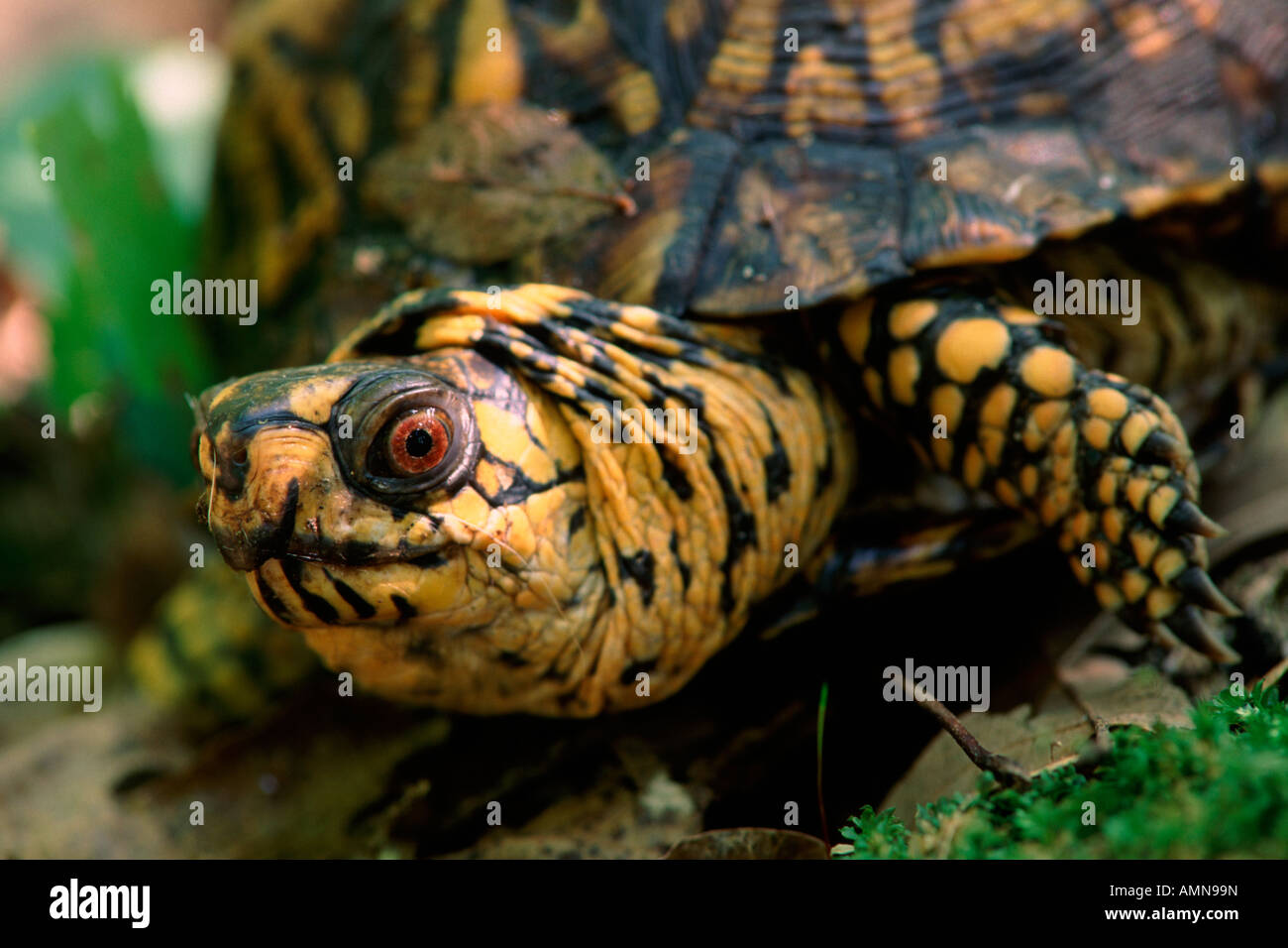 River turtle hi-res stock photography and images - Alamy