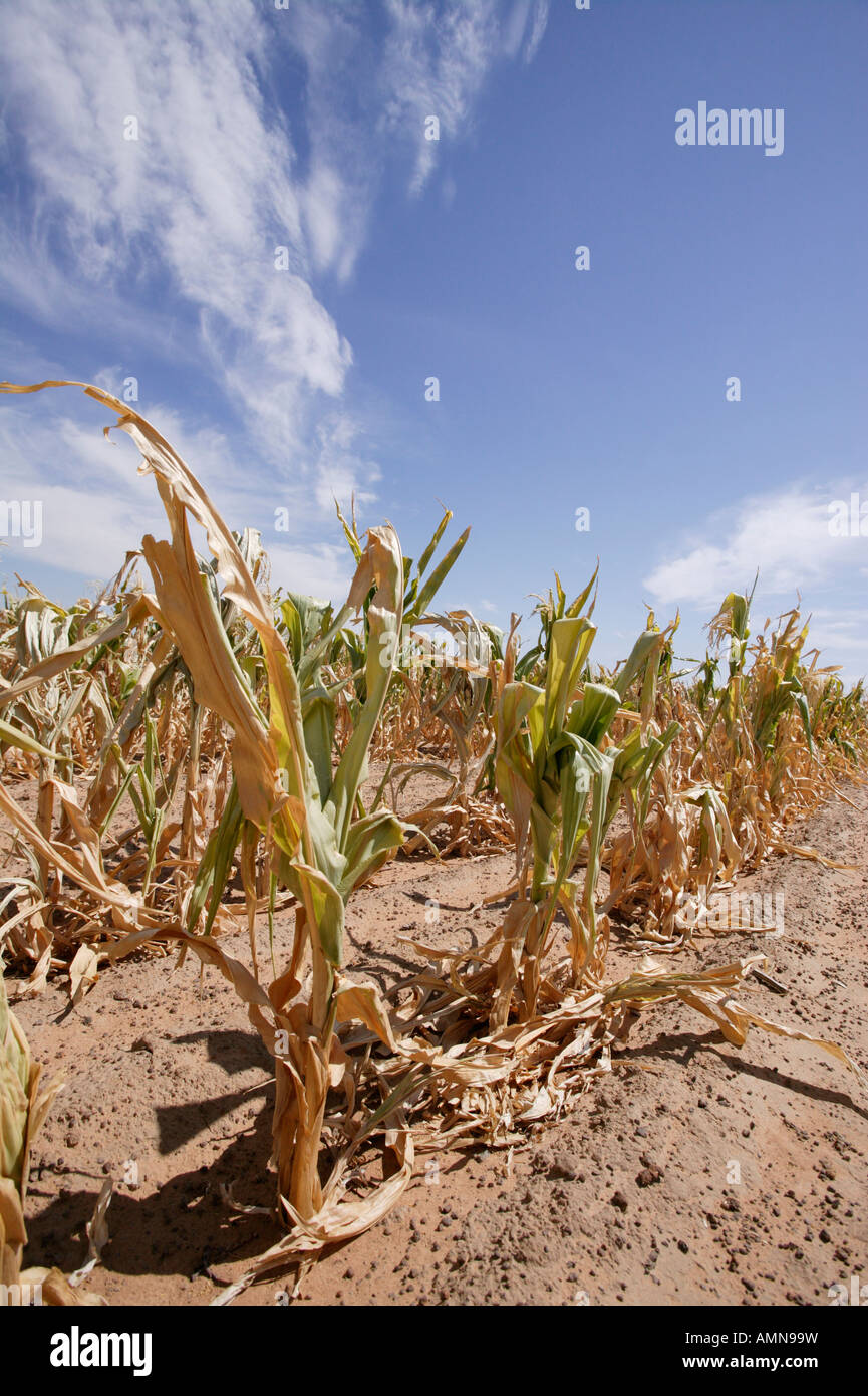 Mielies hi-res stock photography and images - Alamy