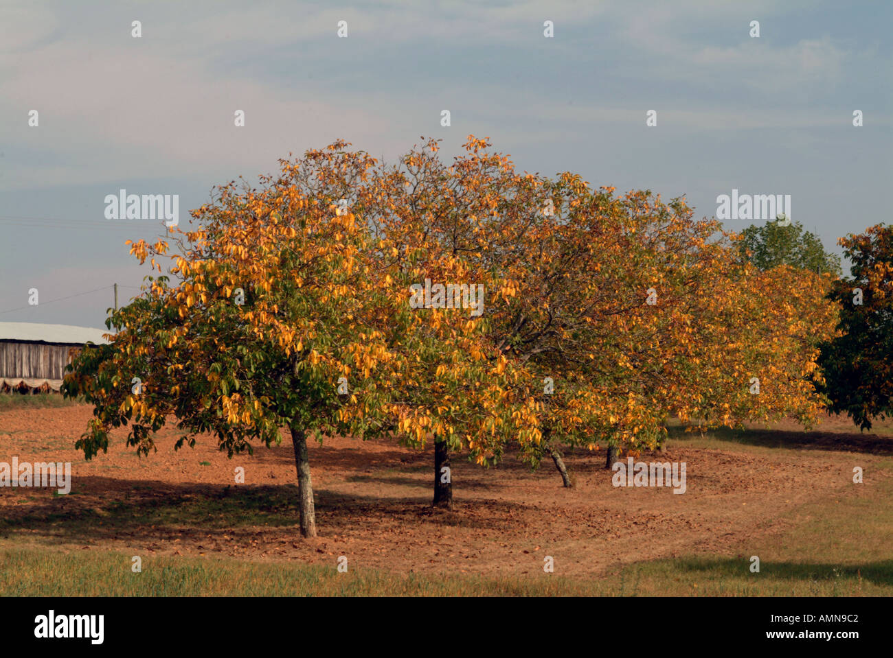 Walnut trees in Dordogne France Stock Photo - Alamy