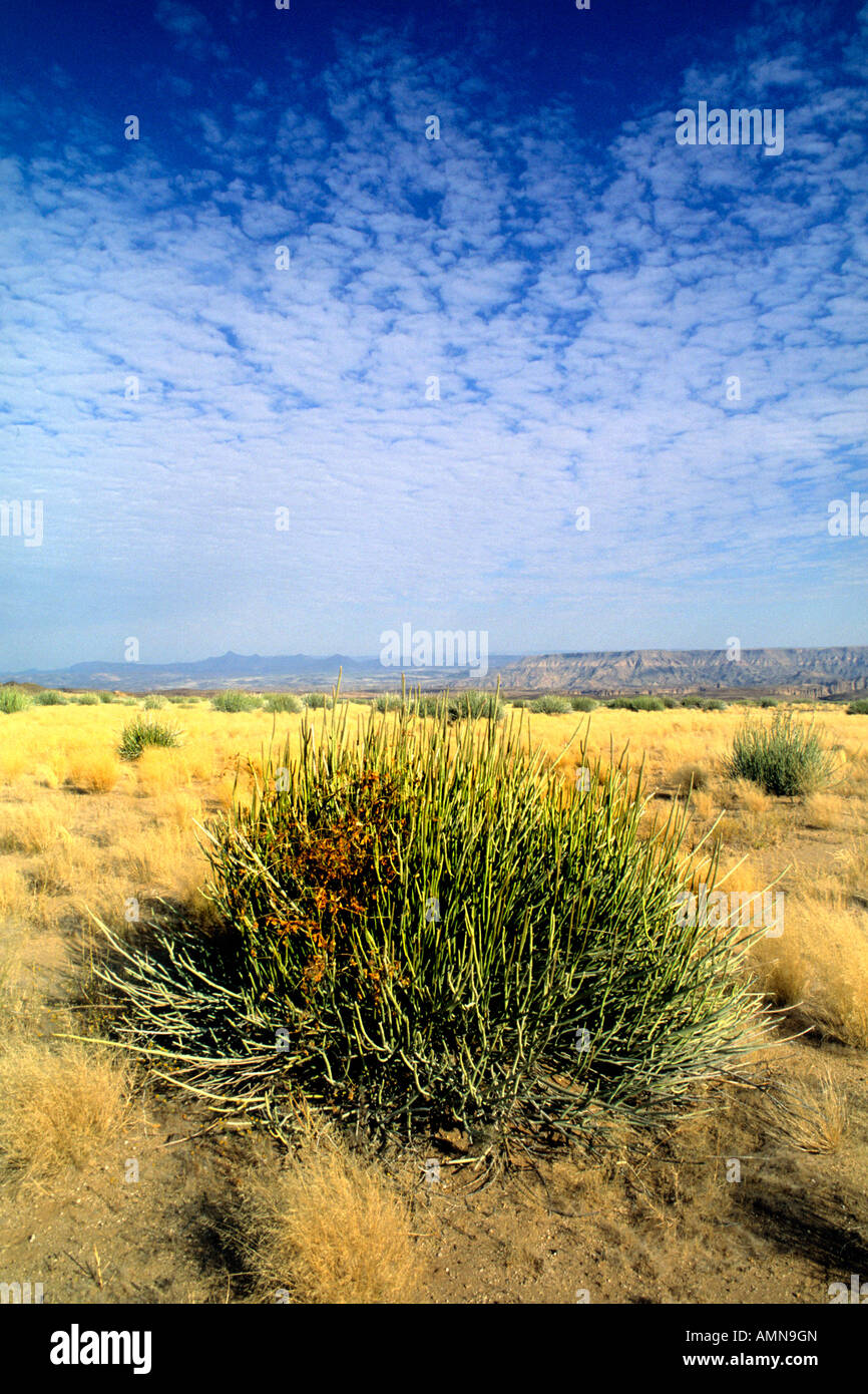 Dry grassland in the south of Namibia Stock Photo - Alamy
