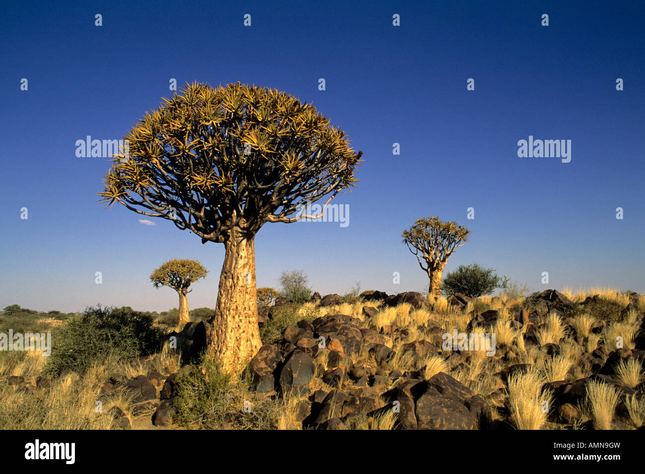 Tall trees stand hi-res stock photography and images - Alamy