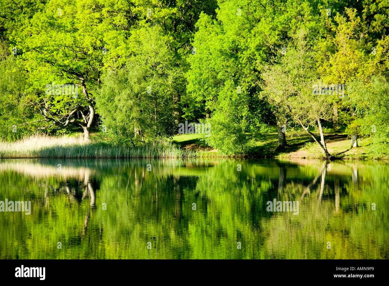 Forest of Dean Gloucestershire Midlands England Stock Photo - Alamy