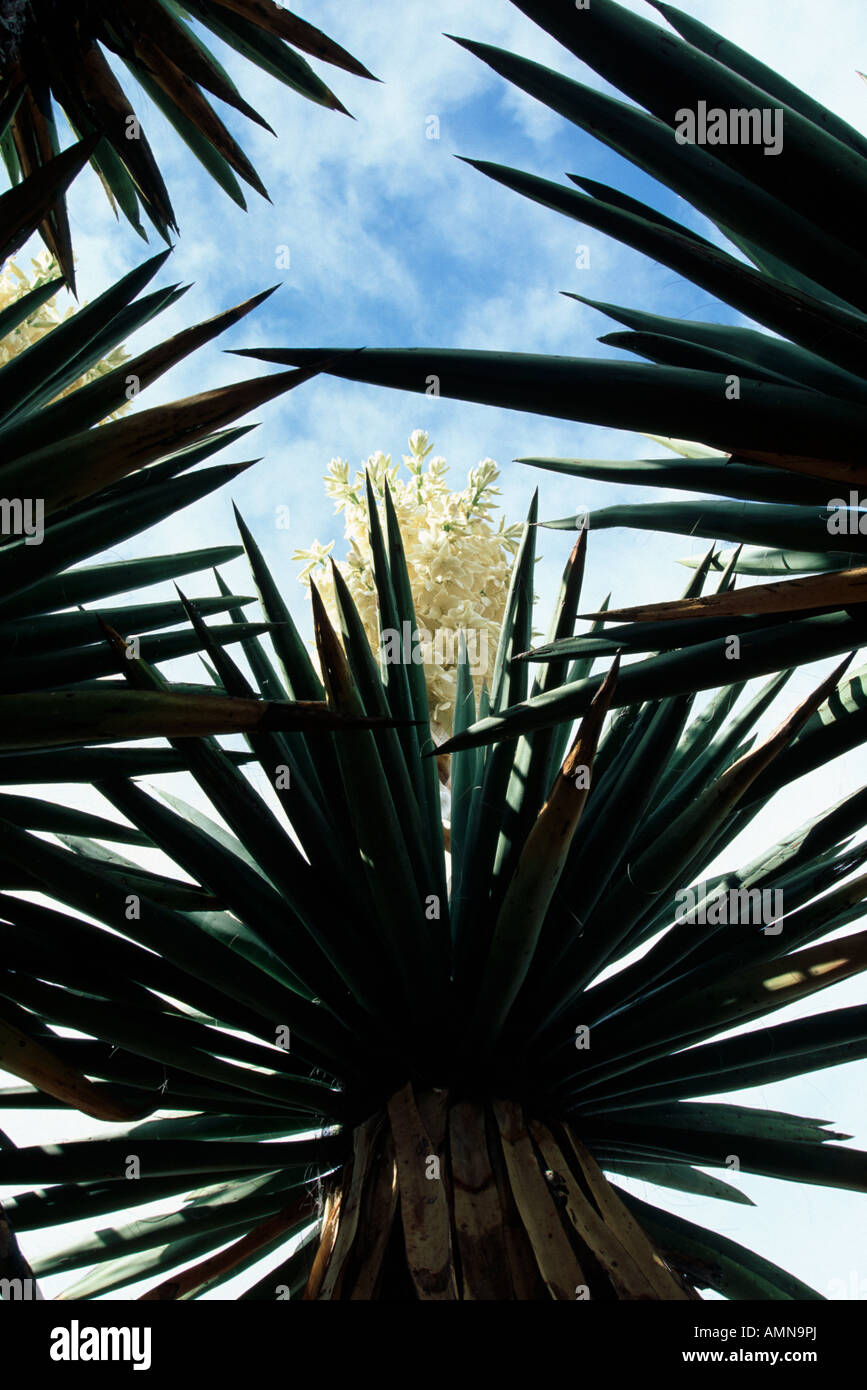 Giant Dagger Yuccas (Yucca carnerosana) in Dagger Flat, Big Bend ...