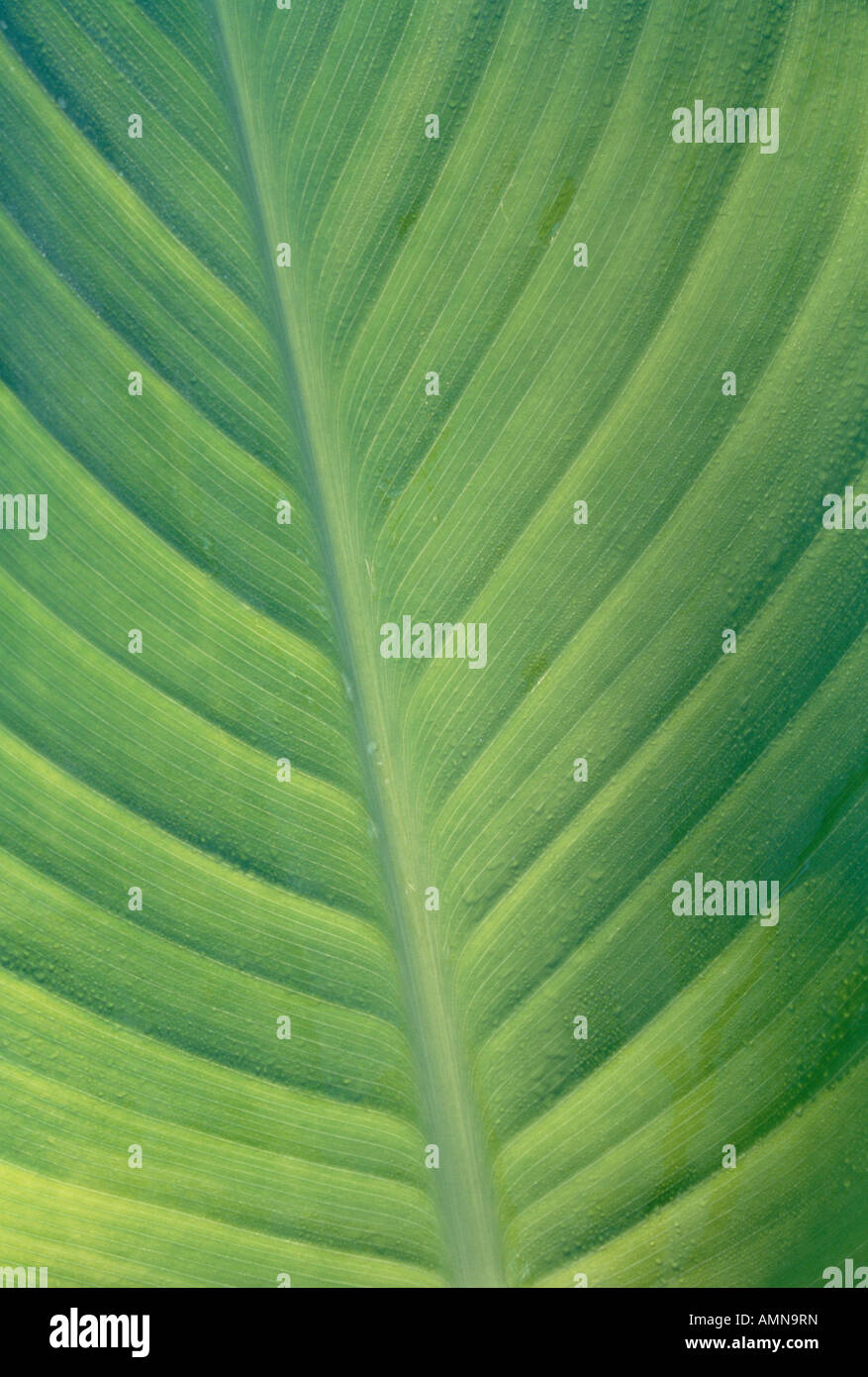 Green patterned leaf hi-res stock photography and images - Alamy