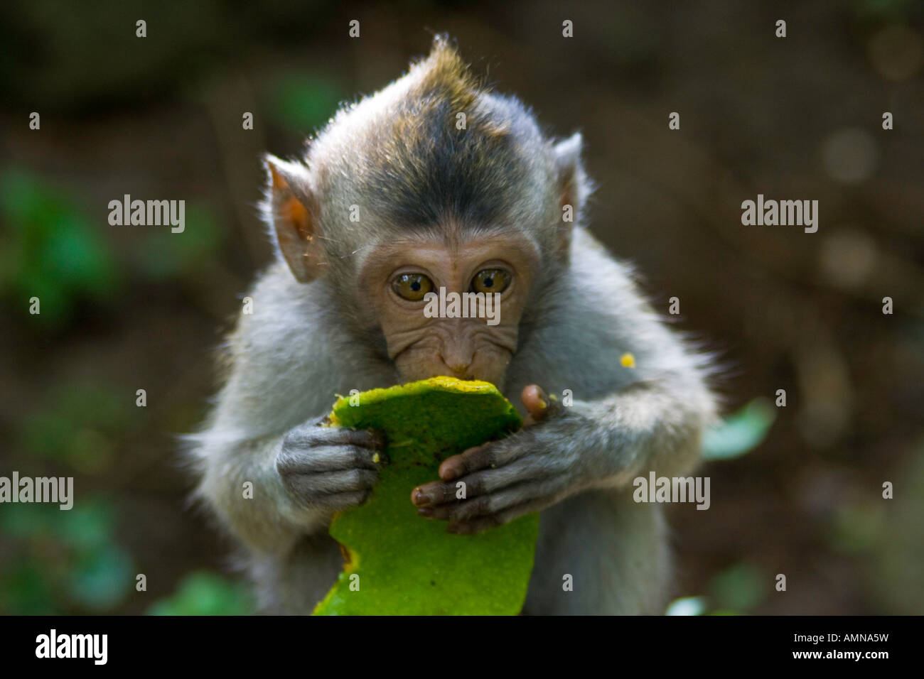 Monkey feeding the small one hi-res stock photography and images - Alamy