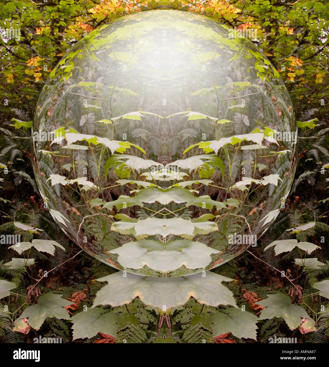 Tree lush symmetrical leaves hi-res stock photography and images - Alamy