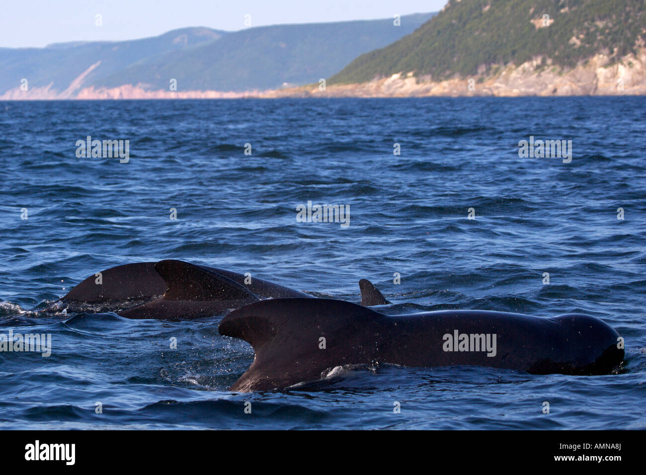 Long-Finned Pilot Whales, seen during a whale watching excursion from ...
