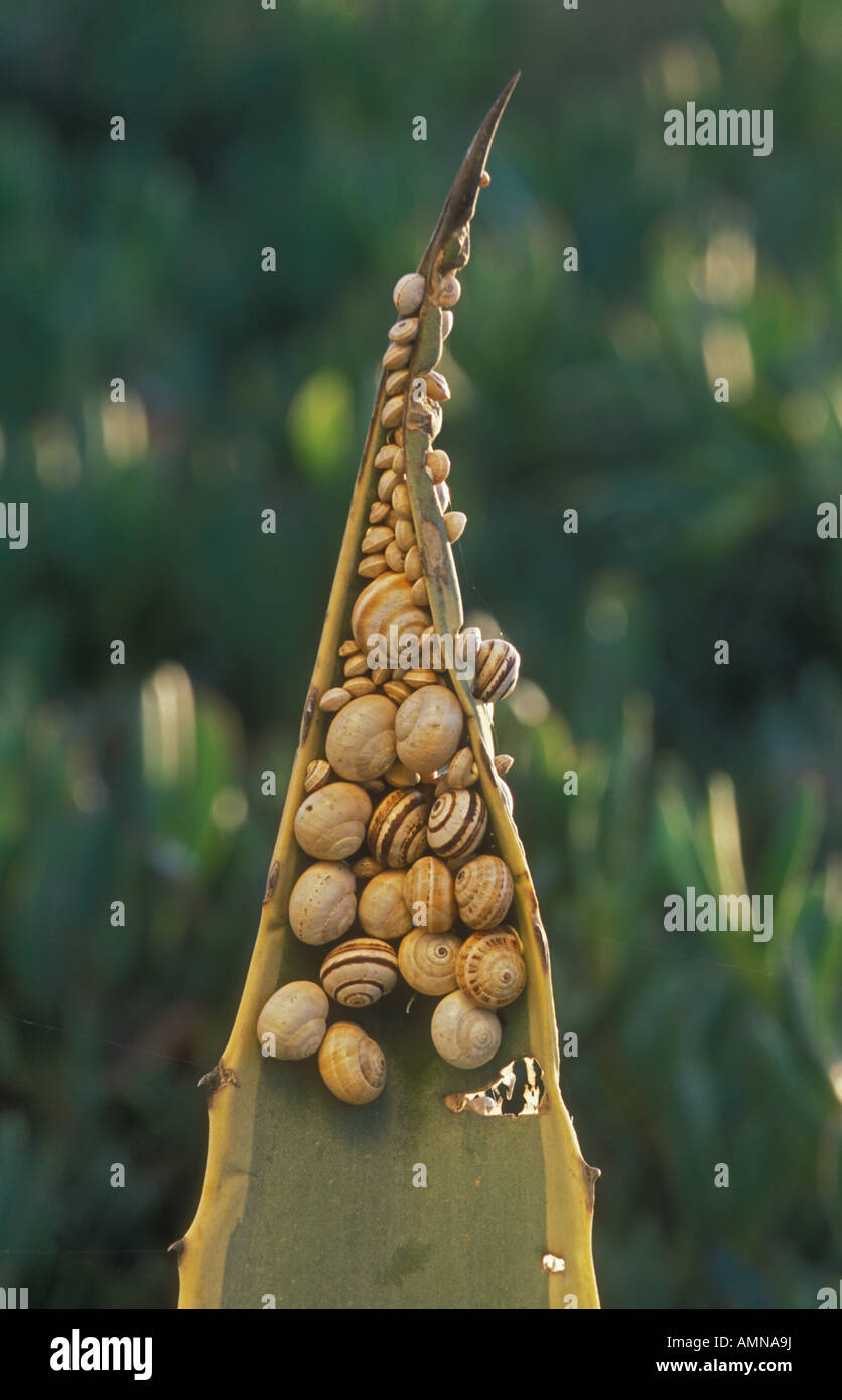 Helix Spp High Resolution Stock Photography and Images - Alamy