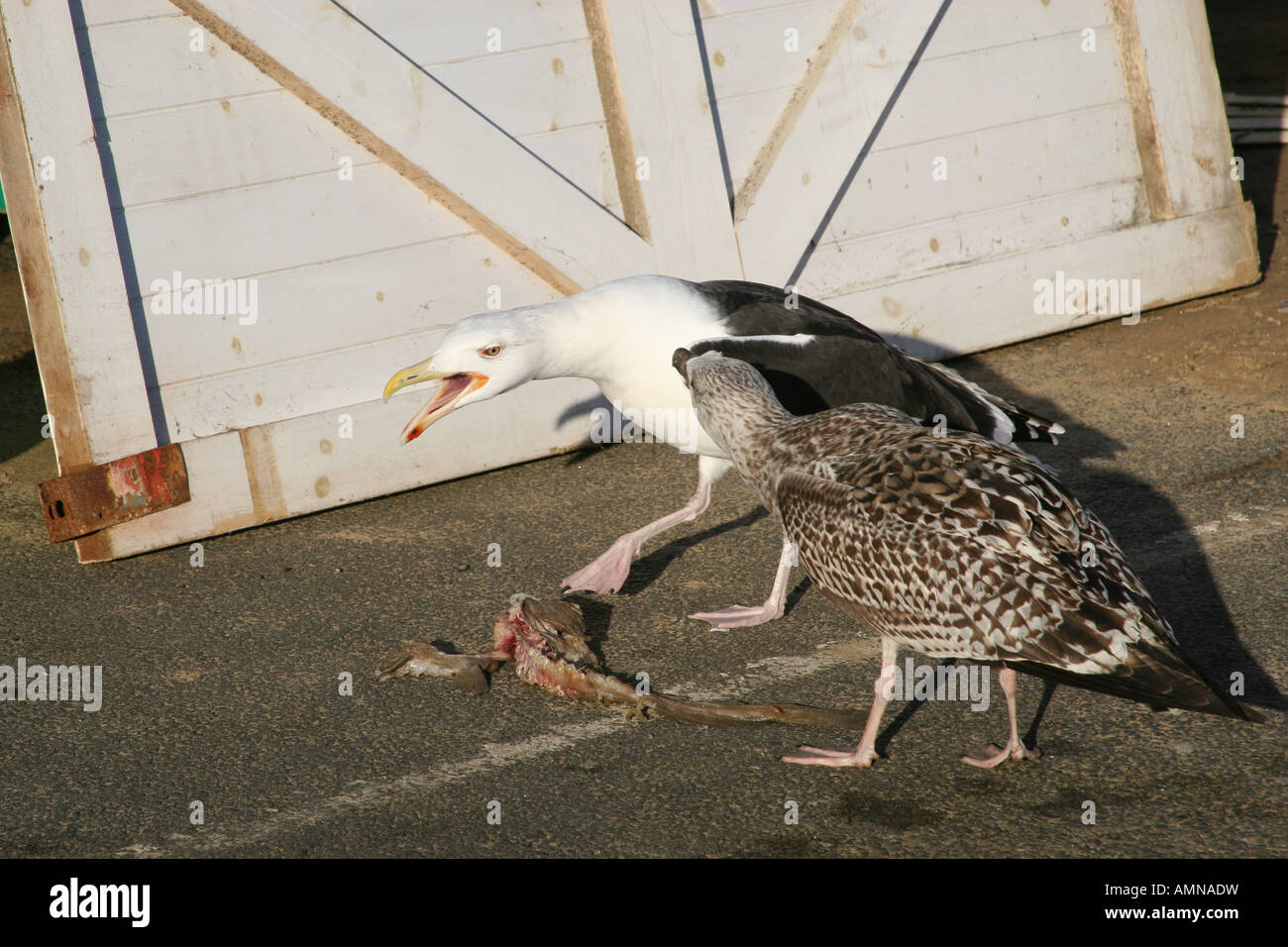 Adult and juvenile herring gulls with fish carcass pulled from waste ...