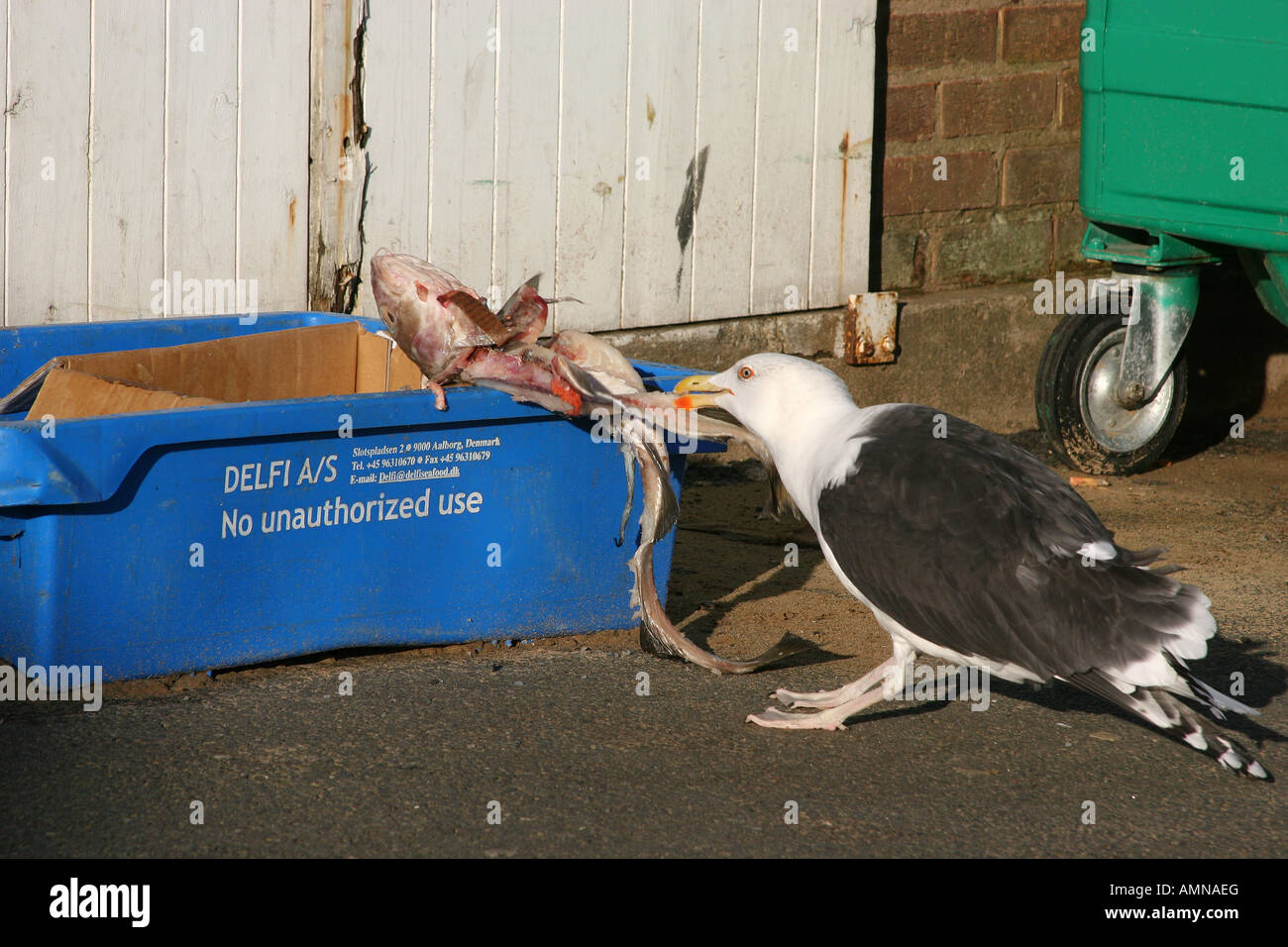 Herring Gull pulling filleted fish carcass from waste box in ...