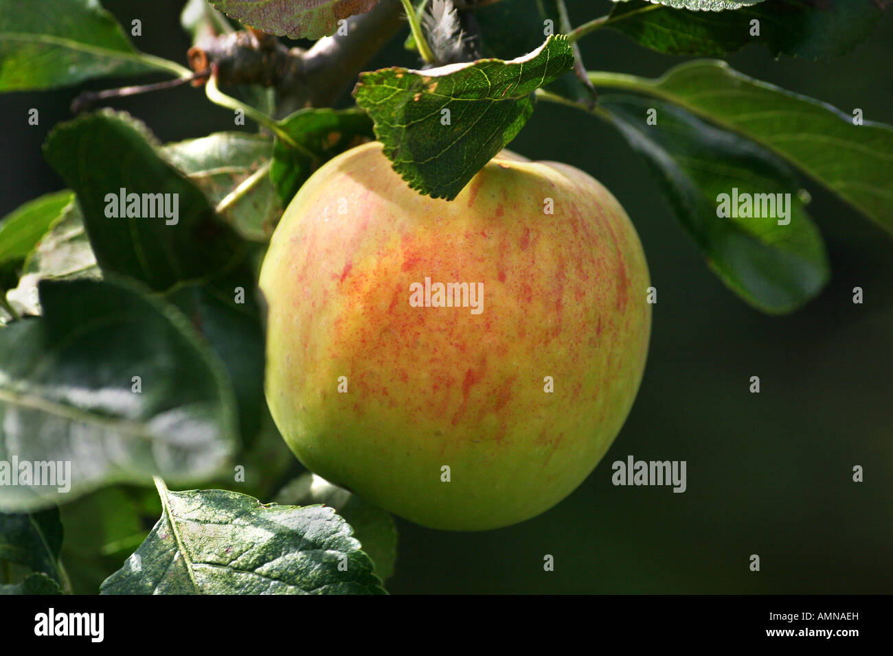 Red eating apple still on the tree Stock Photo - Alamy
