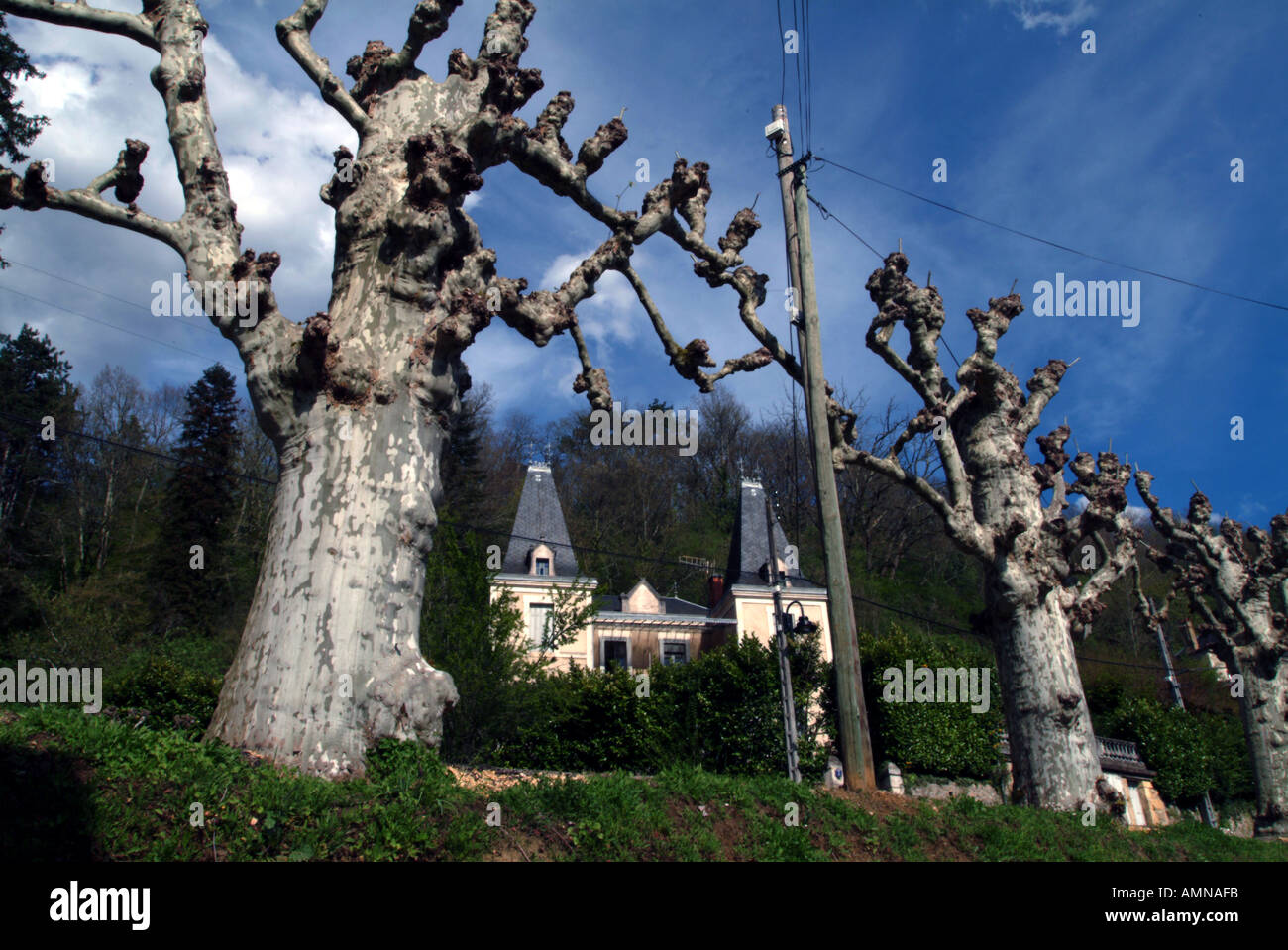 Traditionally pollarded trees in France Stock Photo - Alamy