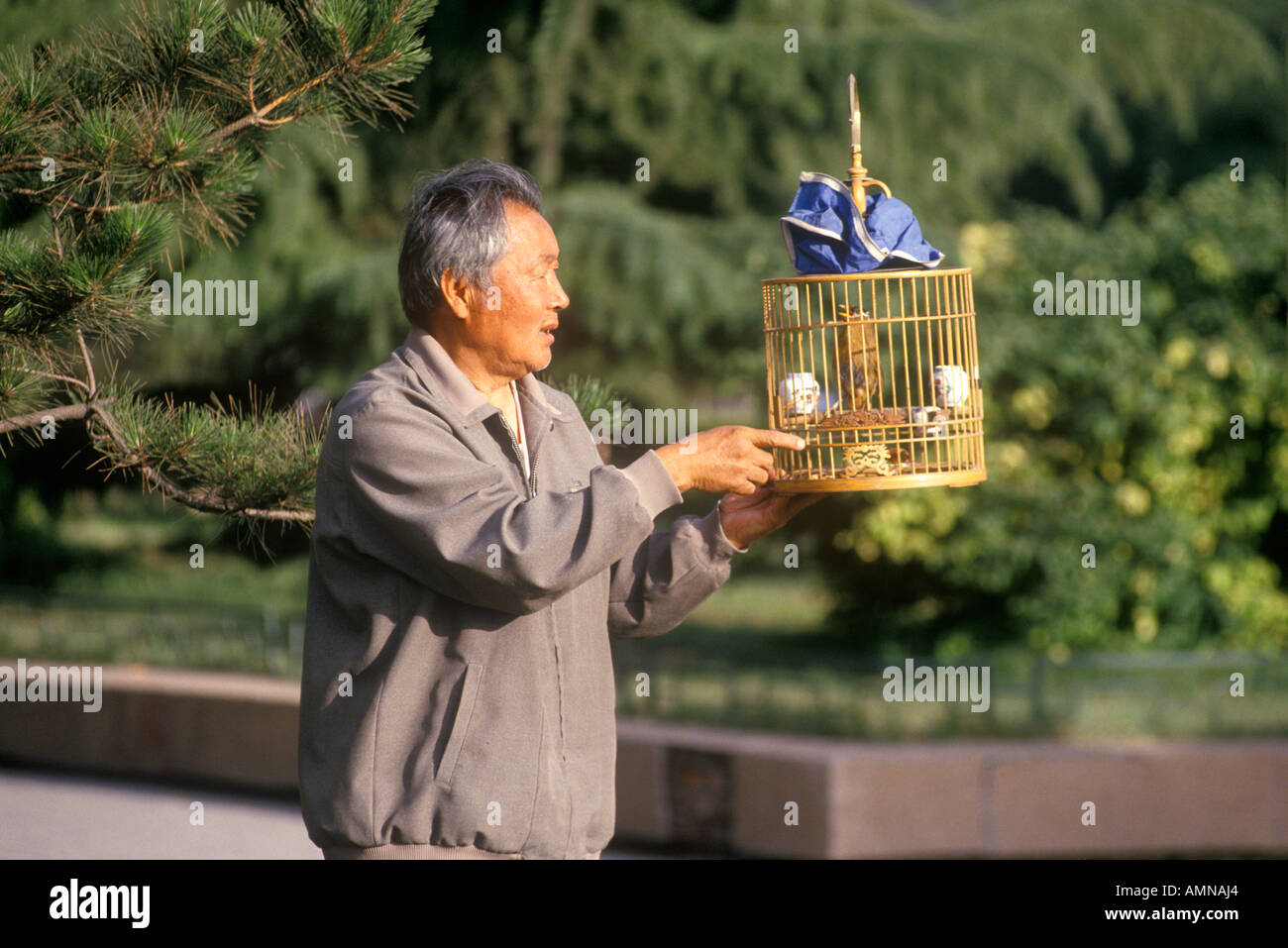 Old man with song birds in Beijing in Hebei Province People s Republic ...