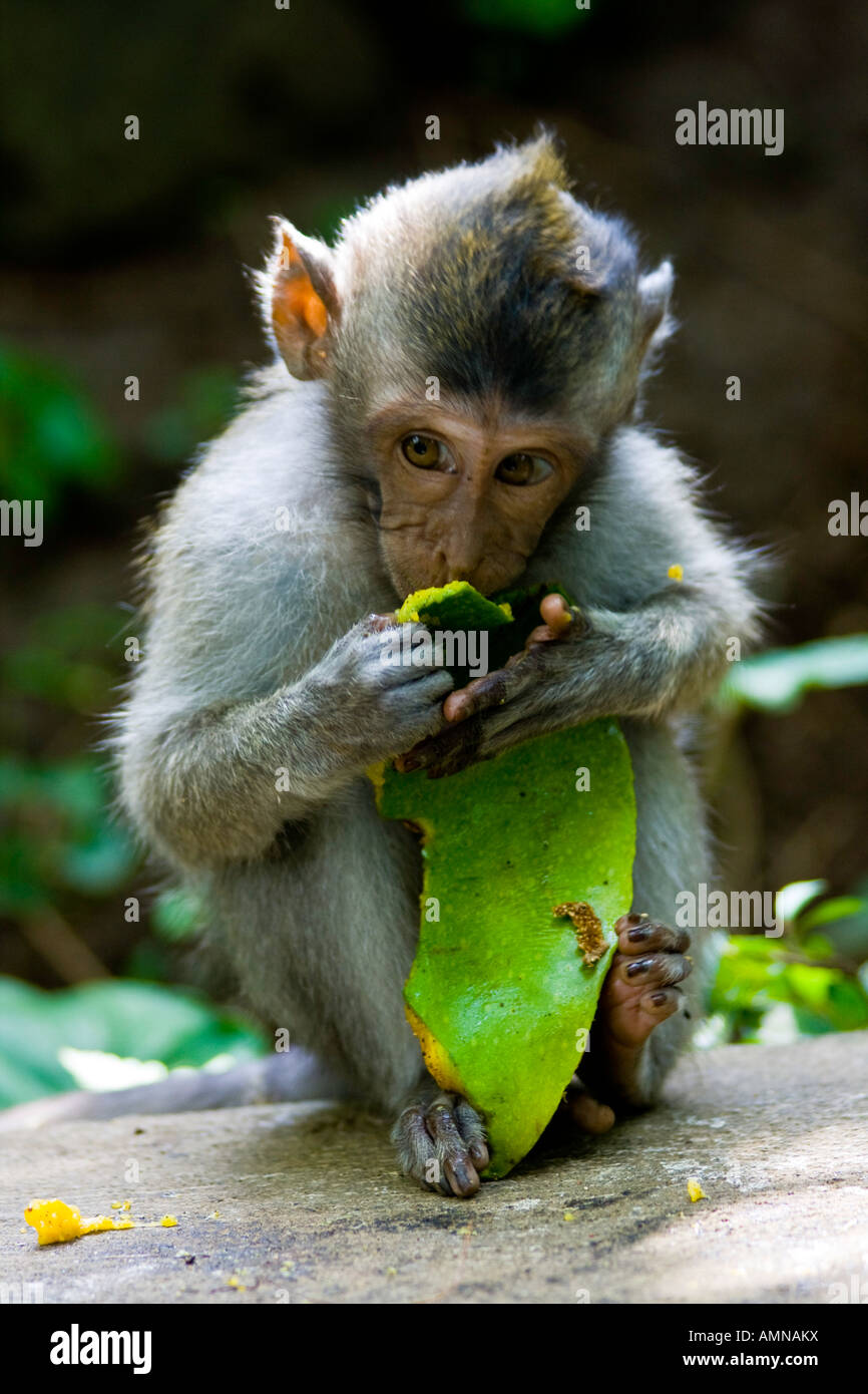 Baby Long Tailed Macaques Macaca Fascicularis Eating Green Mango Monkey ...