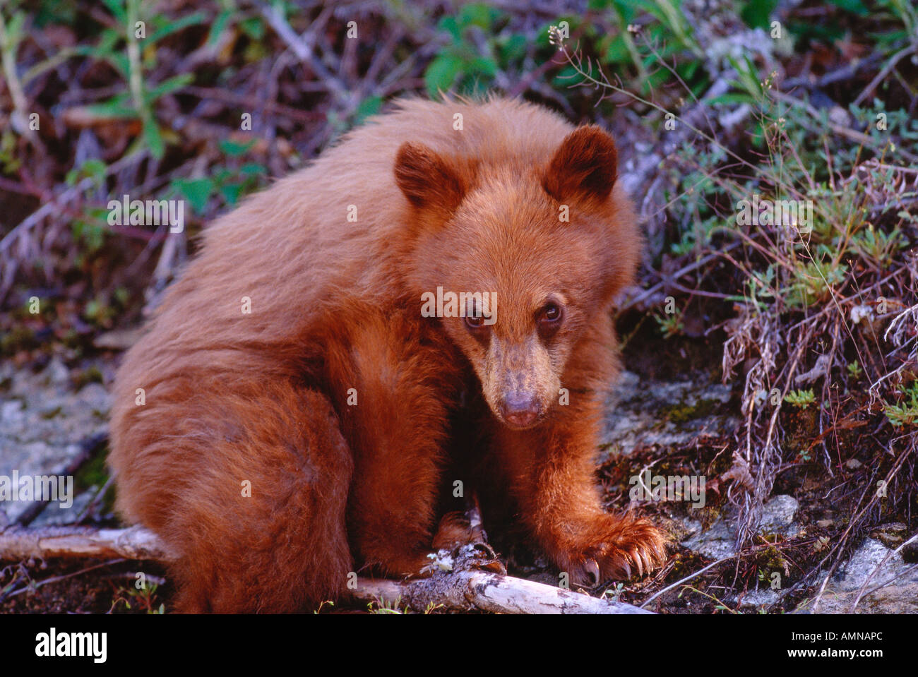Bear and cub facing camera hi-res stock photography and images - Alamy