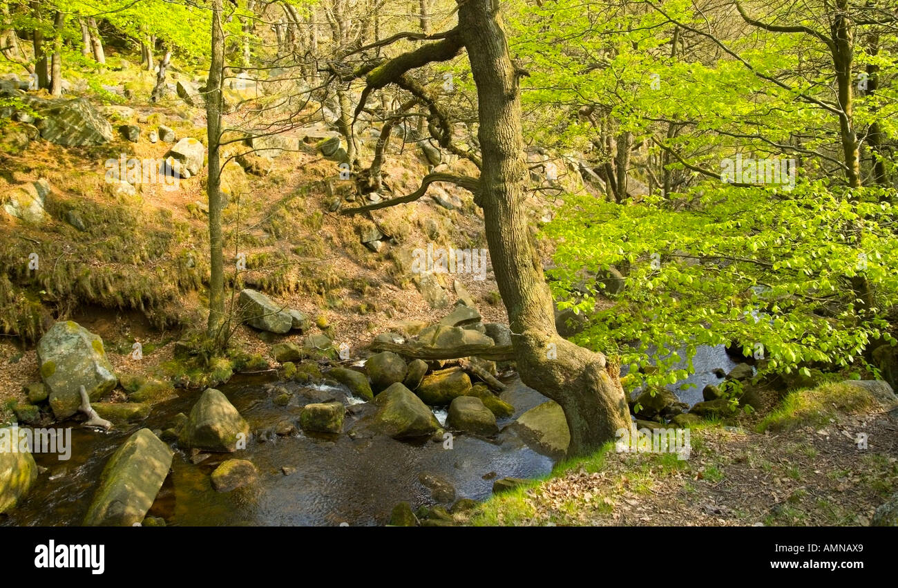 england derbyshire peak district national park longshaw estate padley ...
