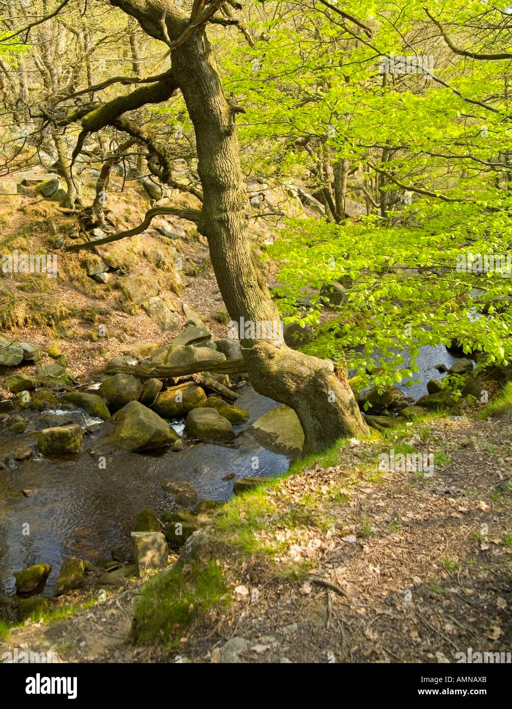 england derbyshire peak district national park longshaw estate padley ...