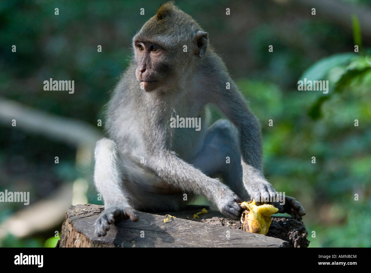 Long Tailed Macaques Macaca Fascicularis Monkey Forest Ubud Bali ...