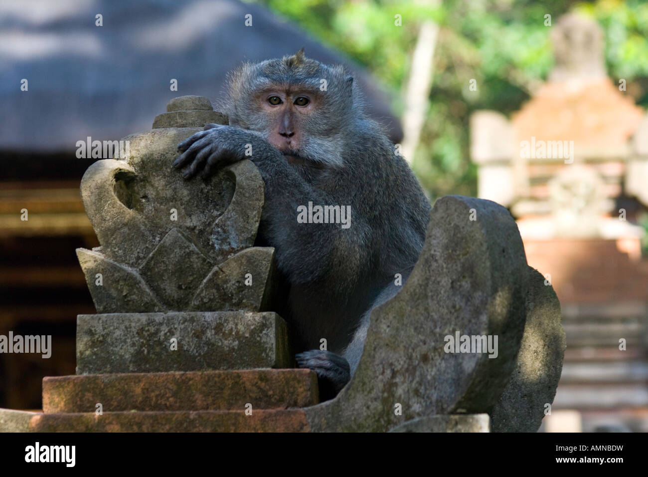 Long Tailed Macaques Macaca Fascicularis Pura Dalem Agung Padangtegal ...