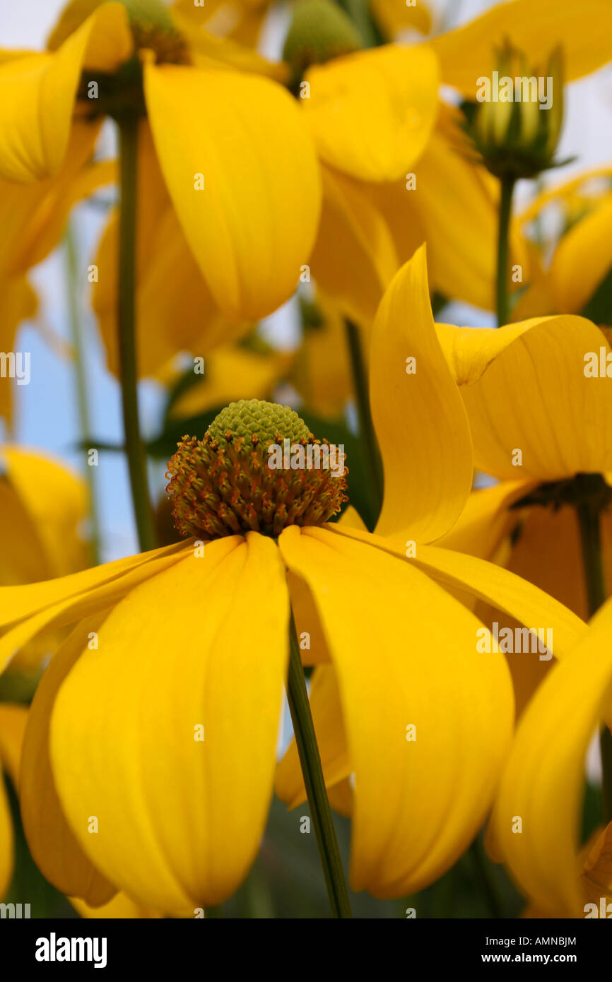 Yellow flowers of summer flowering english cottage garden perennial ...