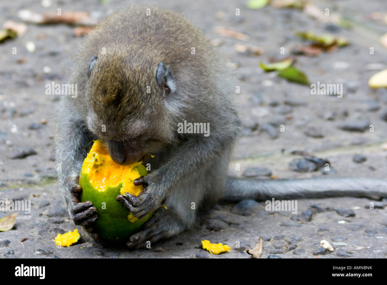 Monkey eating mango hi-res stock photography and images - Alamy