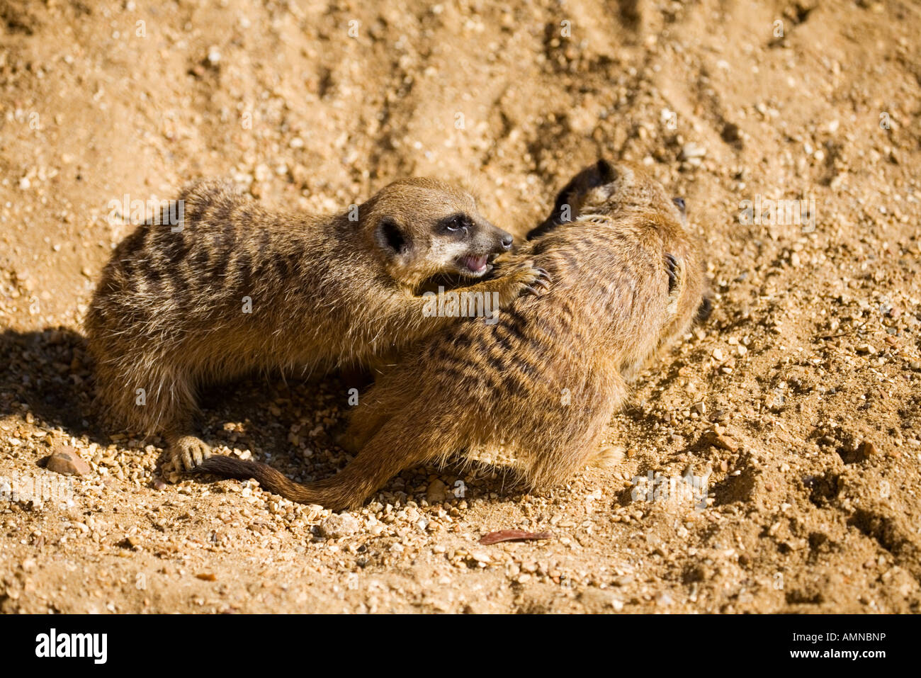 Two Meerkats playing Stock Photo - Alamy