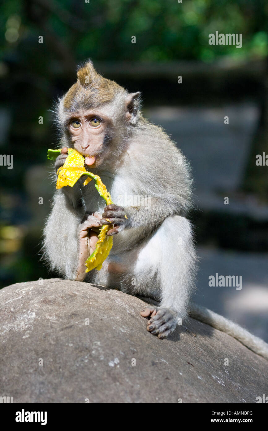 Baby Long Tailed Macaques Macaca Fascicularis Eating Mango Monkey ...