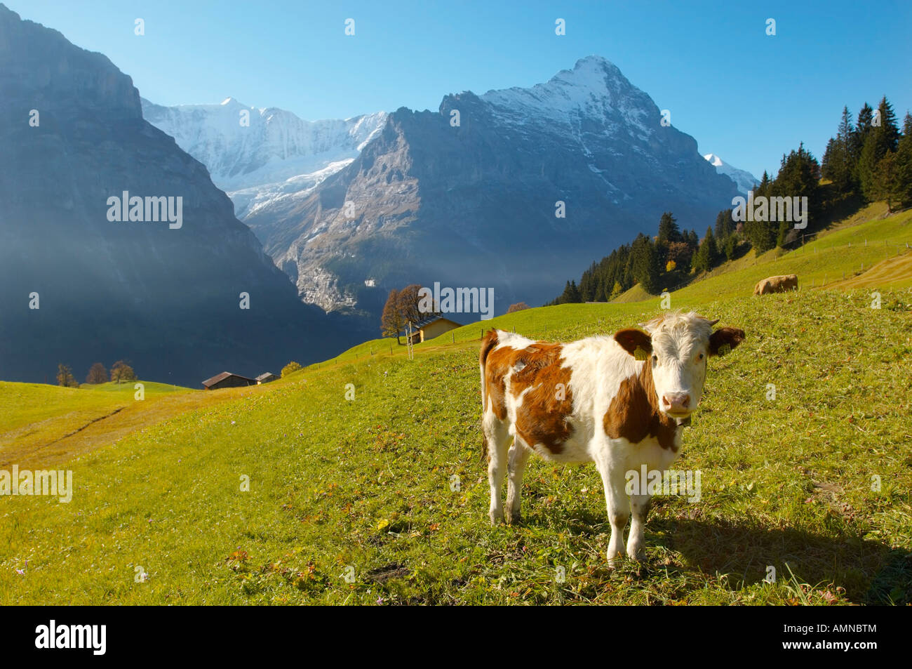 Alpine cow in a high alps meadow with a view of mountain peaks behind ...