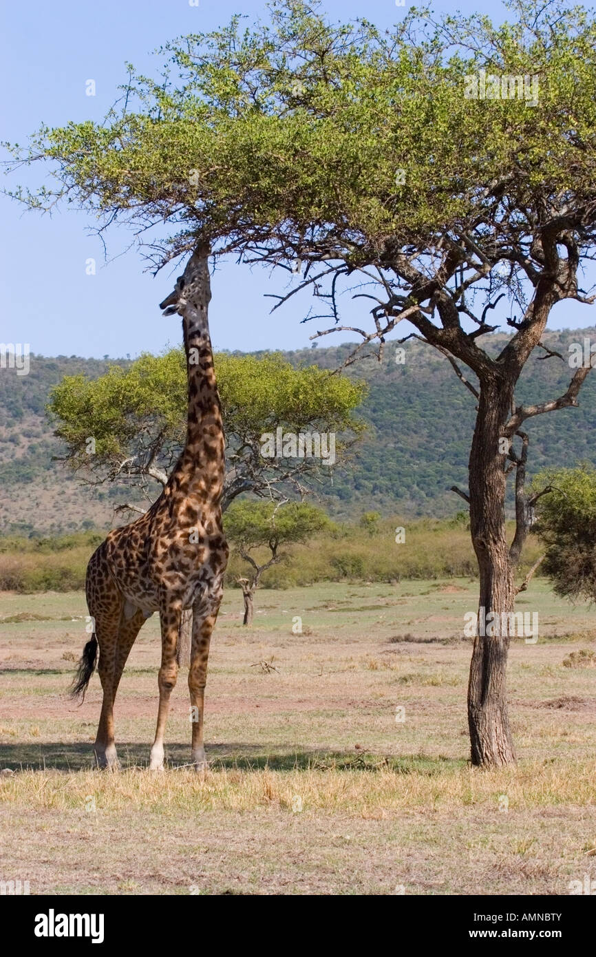 Giraffe feeding from an acacia tree Stock Photo - Alamy