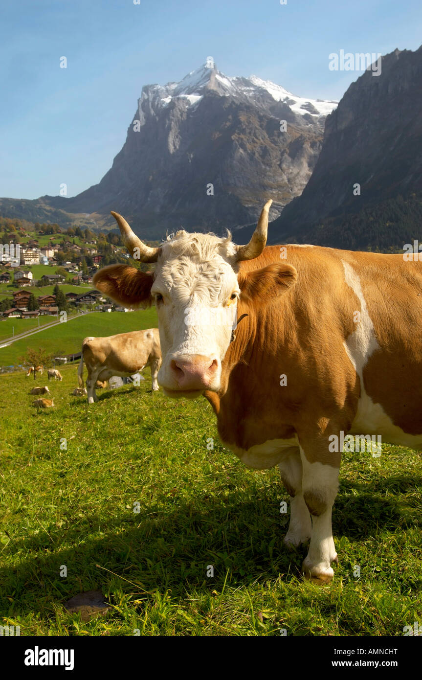 Alpine cow in a high alps meadow with a view of mountain peaks behind ...