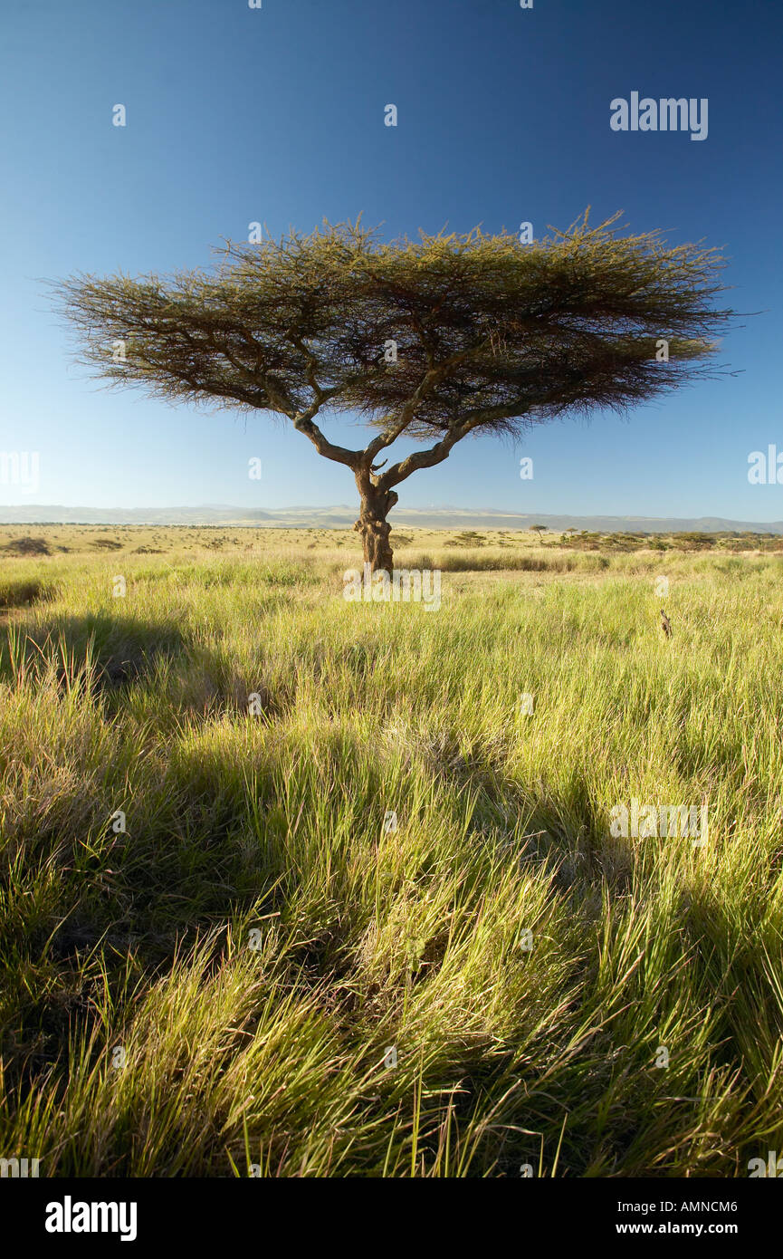 Mount Kenya and lone Acacia Tree at Lewa Conservancy Kenya Africa Stock ...
