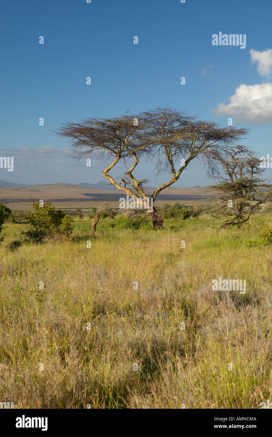 Mount Kenya and lone Acacia Tree at Lewa Conservancy Kenya Africa Stock ...