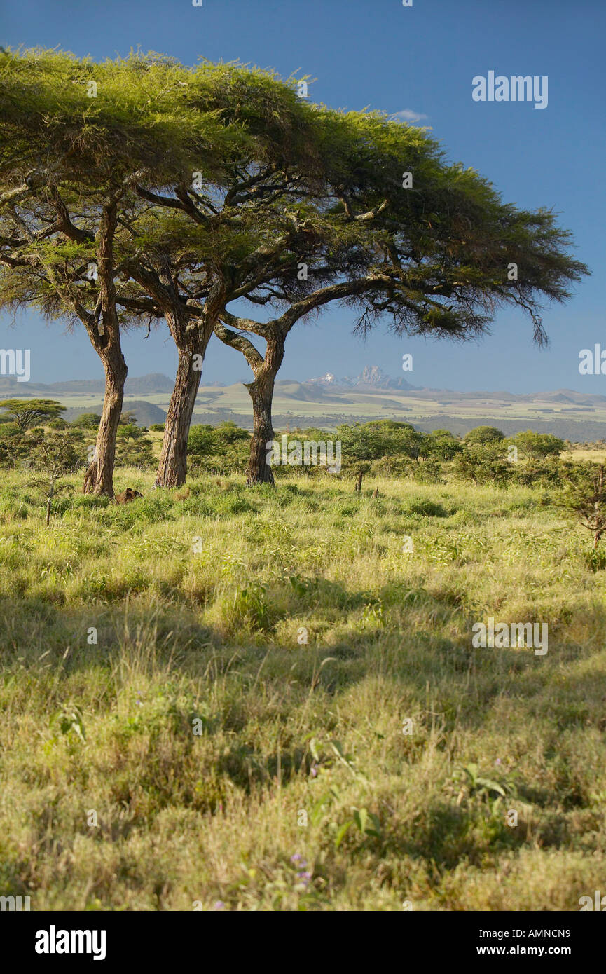 Mount Kenya and Acacia Trees at Lewa Conservancy Kenya Africa Stock ...