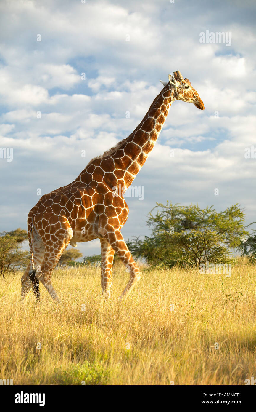 Giraffe at sunset hi-res stock photography and images - Alamy